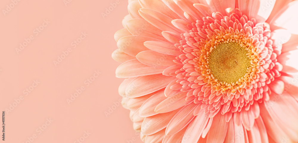 Gerbera Daisy Desktop Background