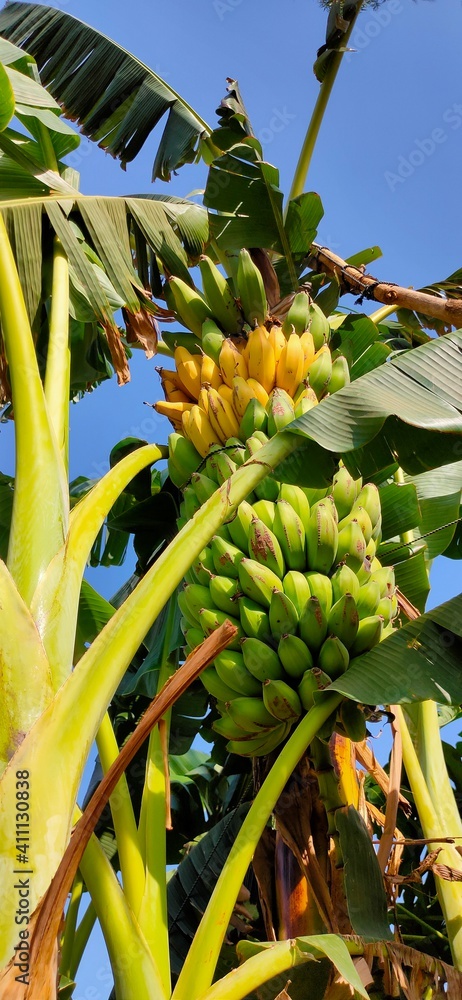Beautiful Banana tree with Fresh fruits Stock Photo | Adobe Stock