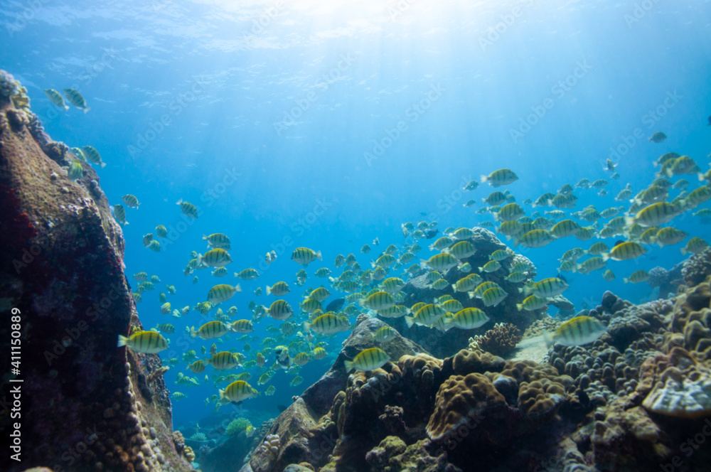 School of yellow Convict Tangs fish (Acanthurus triostegus). Seychelles ...