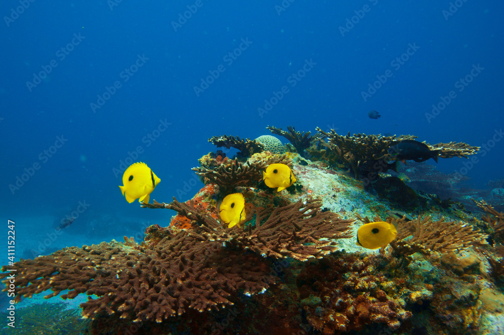Tropical fish Zanzibar Butterflyfish (Chaetodon zanzibarensis) swimming ...