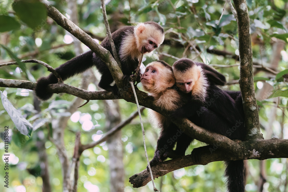 White faced capuchin monkey family in trees in Costa Rica rainforest ...