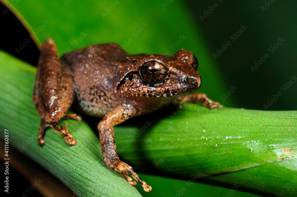 Ruderfrosch (Pseudophilautus, Rhacophoridae) in Sri Lanka // Shrub frog ...