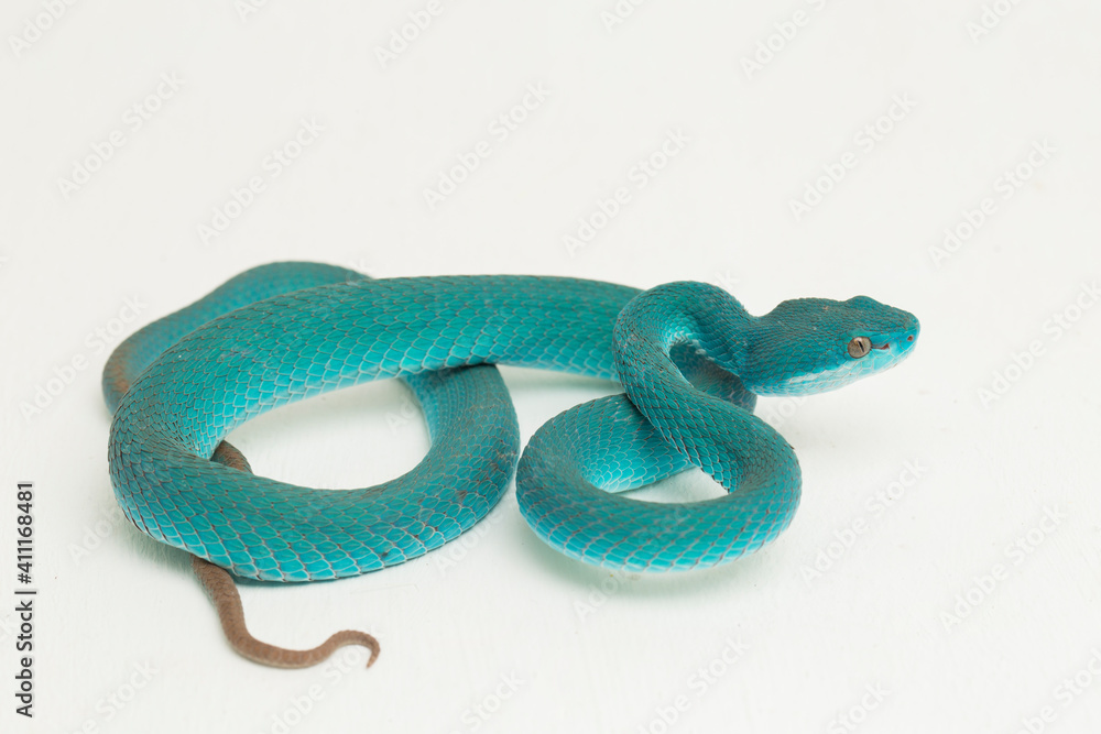 Blue Insularis (Trimeresurus Insularis) White-lipped Island Pit Viper ...