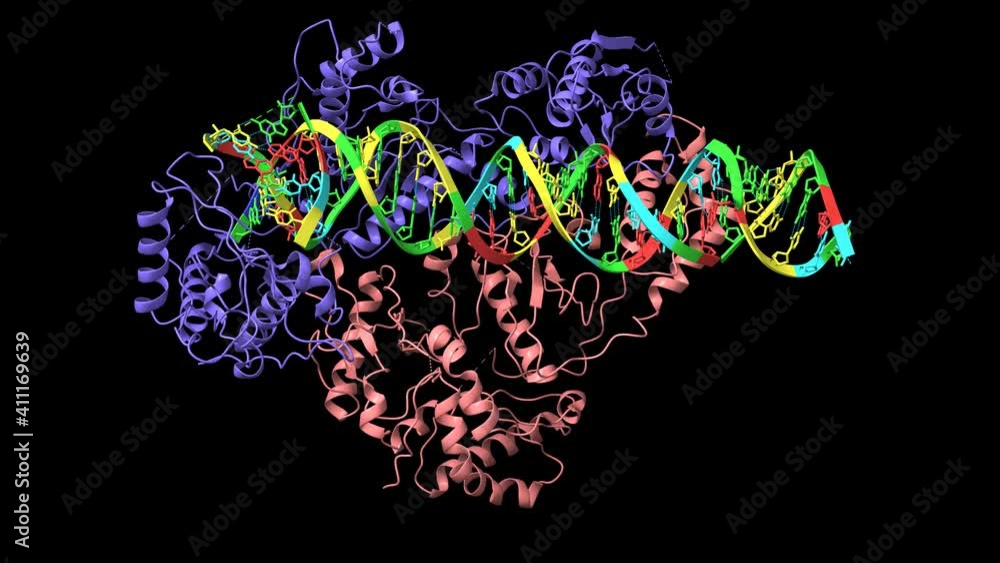 HIV-1 reverse transcriptase initiation complex core in different ...