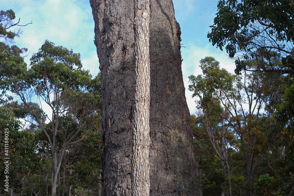 Two Jarrah tree trunks, one large, growing on an angle the other ...