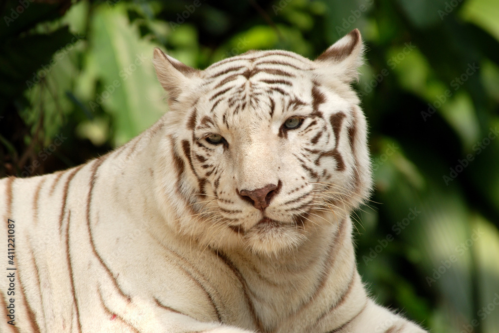 Bengal tiger at the Singapore Zoo Stock Photo | Adobe Stock