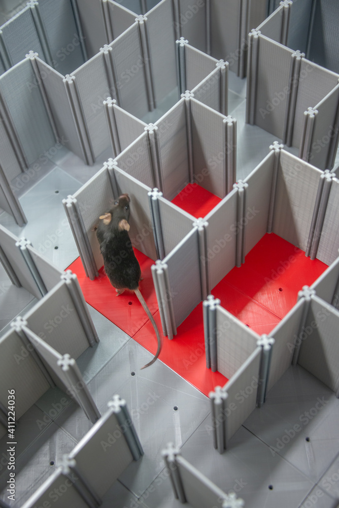 Laboratory black mouse is navigating in a plastic 3D printed labyrinth ...