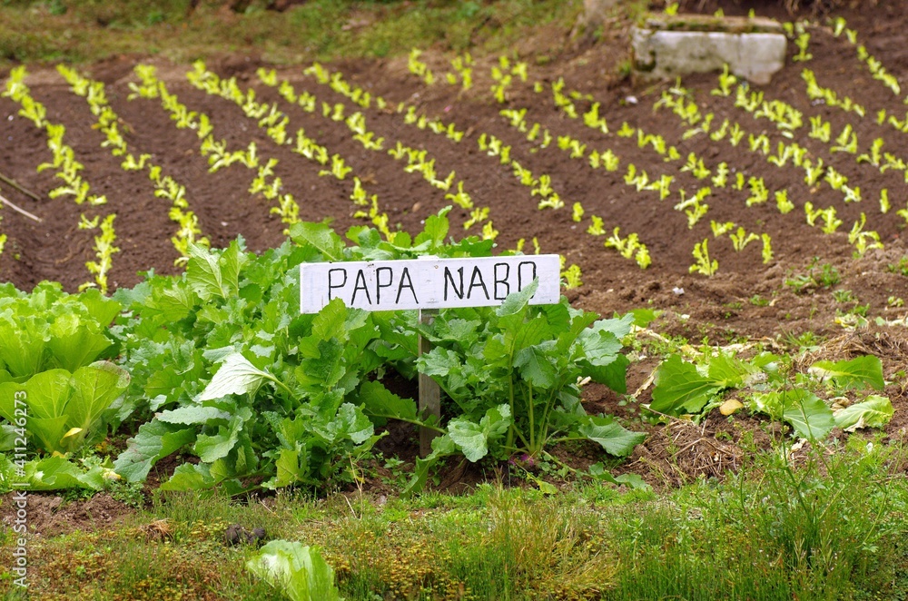 Spanish language sign for Para Nabo or Turnip in English, ,Ecuador ...