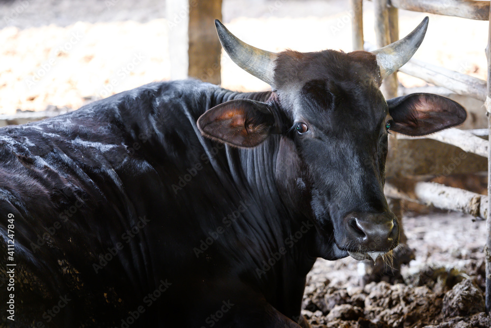 Raising wagyu cows at an industrial farming farm of Japanese origin ...