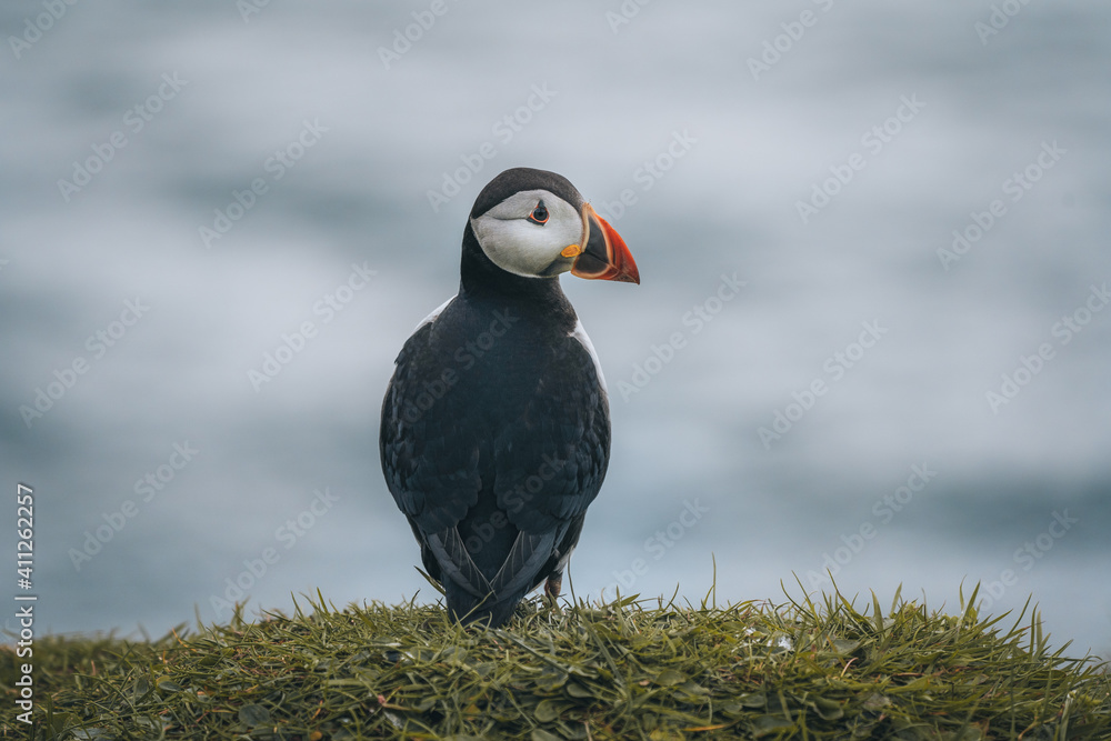 Atlantic Puffins bird or common Puffin in ocean blue background ...