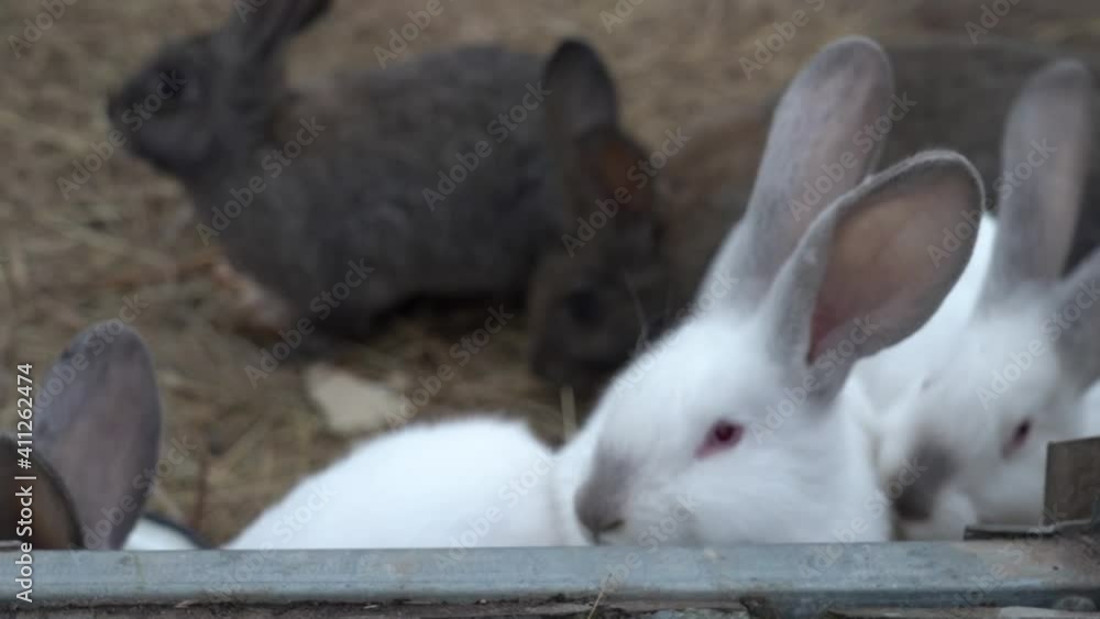 rabbits are walking on the ground, and cute colorful rabbits are ...