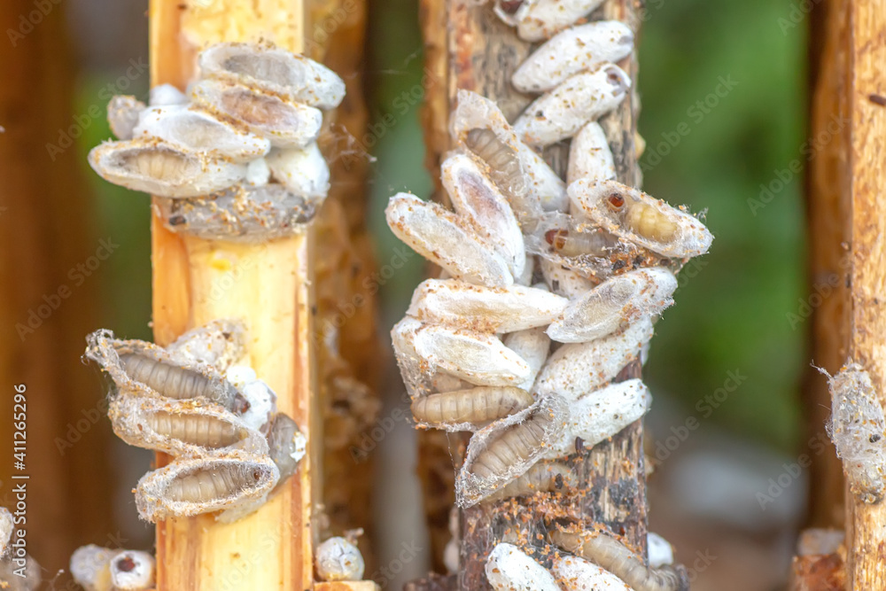 Fully-grown larvae form cocoons in comb debris, attached to frame or ...