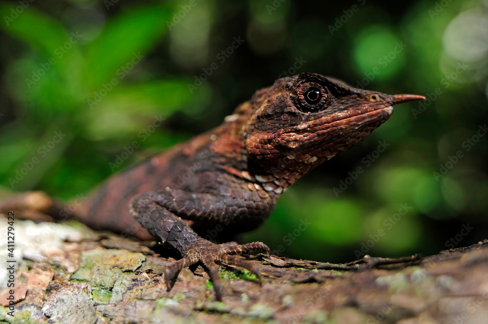 Rhino-horned lizard // Stachelnasen-Agame, Hornagame (Ceratophora ...