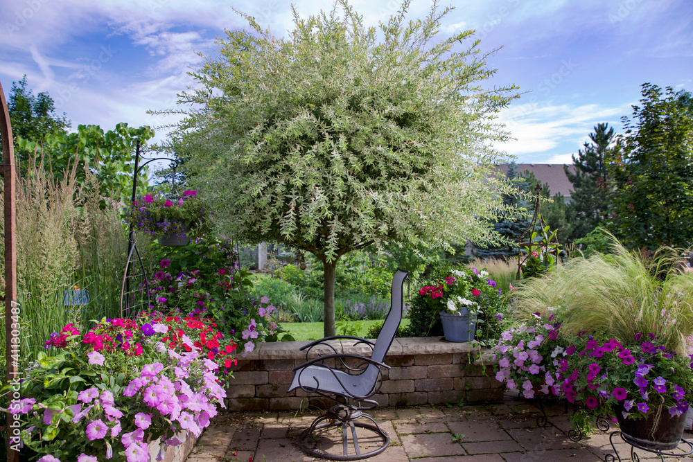 Pink Willow Trees