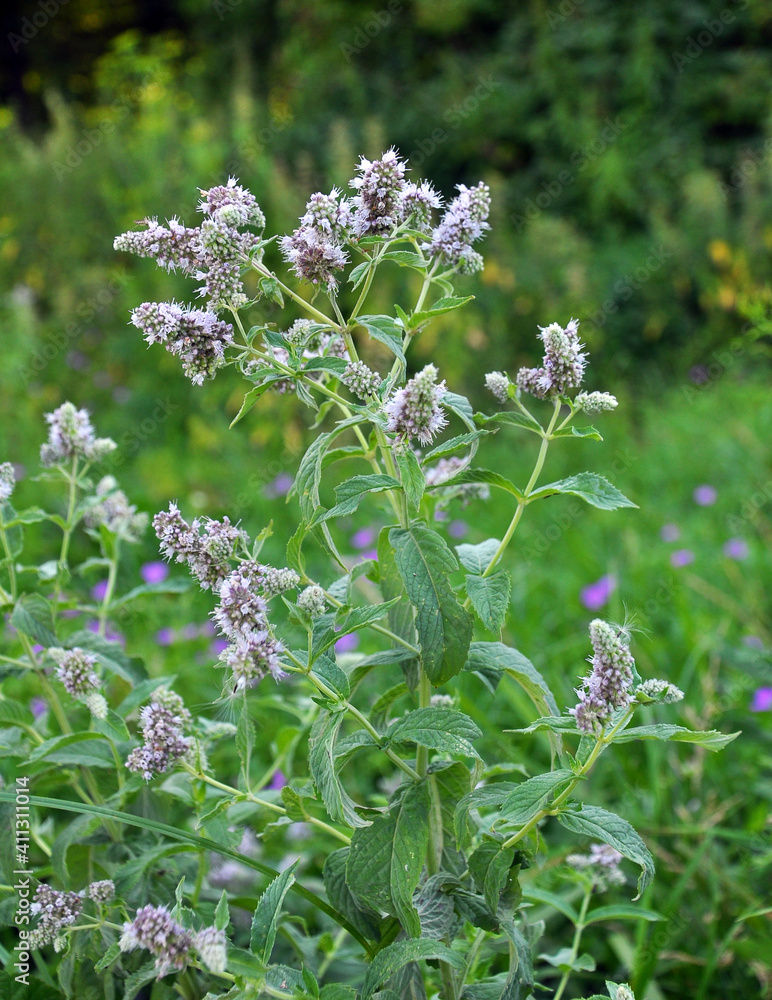 Mint long-leaved (Mentha longifolia) grows in nature Stock Photo ...