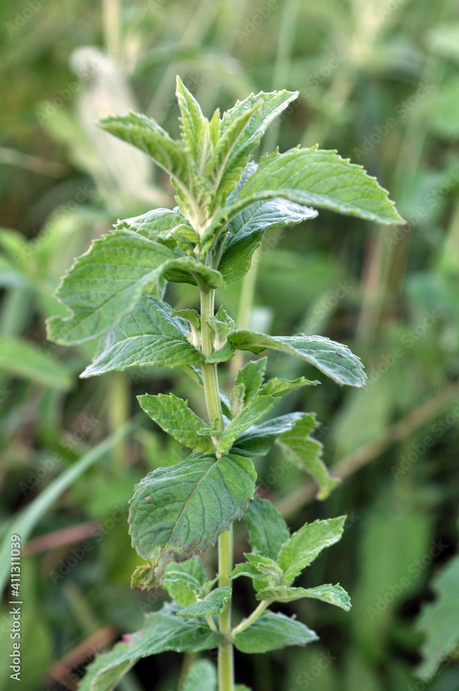 Mint long-leaved (Mentha longifolia) grows in nature Stock Photo ...
