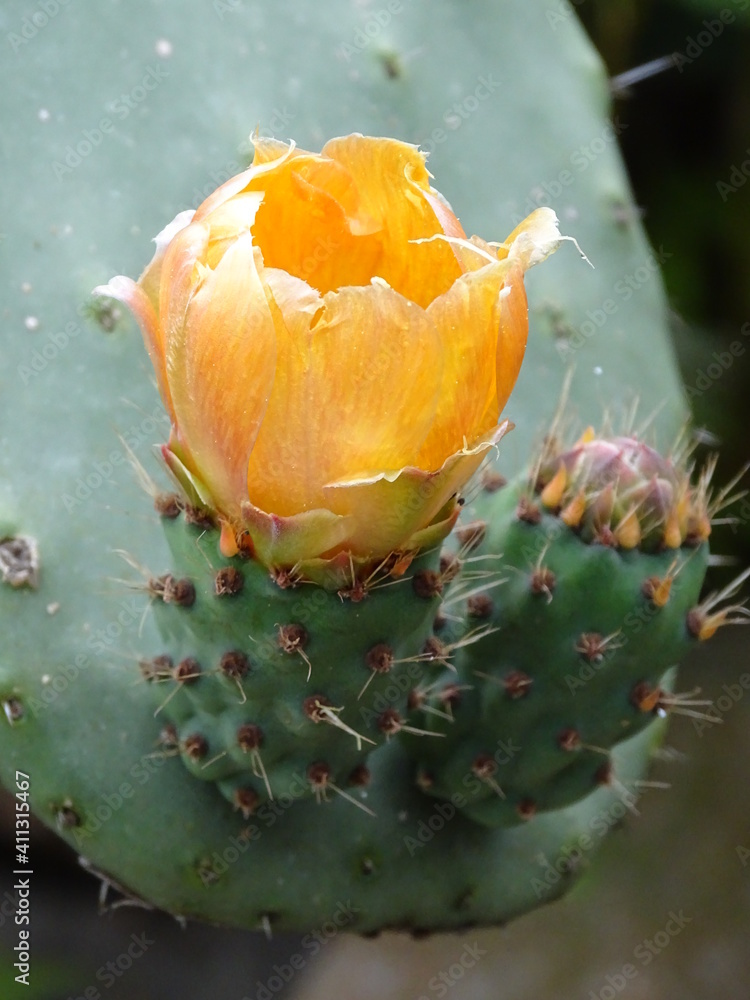 OPUNTIA FICUS-INDICA. CHUMBERA. UNA HOJA VERDE DE LA PLANTA CON FLOR ...