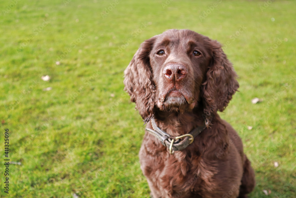 brown chocolate working cocker spaniel portrait thinking look sitting ...
