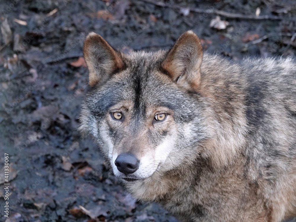 Portrait Of Wolf Standing On Field Stock Photo | Adobe Stock