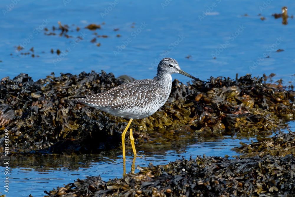 A greater yellow legs seabird walking along the shoreline of a ...
