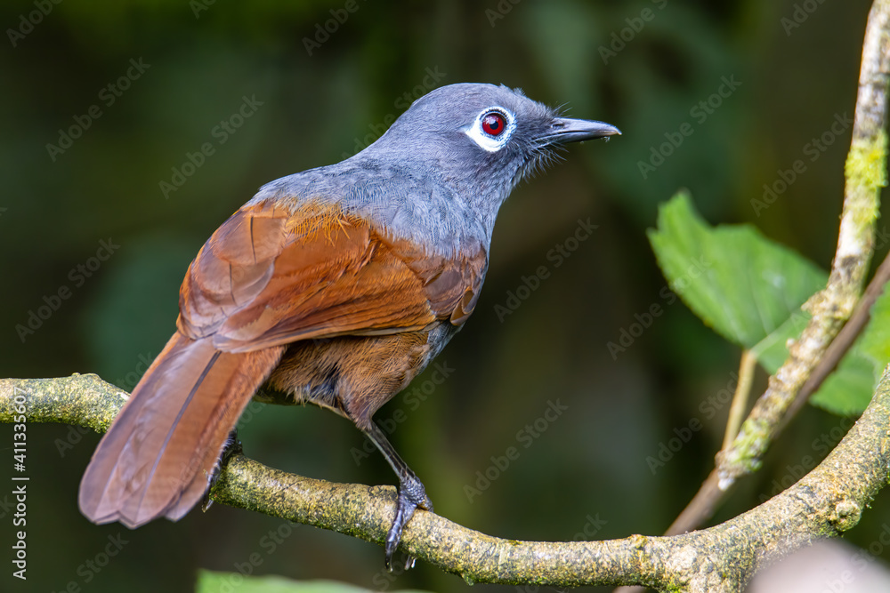 Nature wildlife image of Sunda laughingthrush (Garrulax palliatus) is a ...