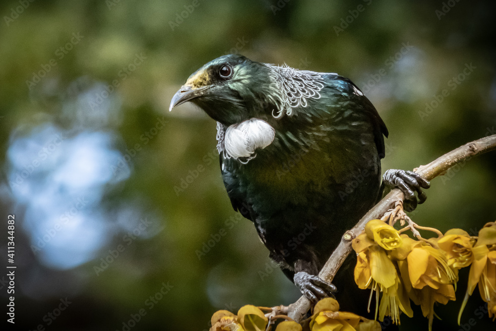 Tui, a native New Zealand songbird, pictured in a flowering native ...