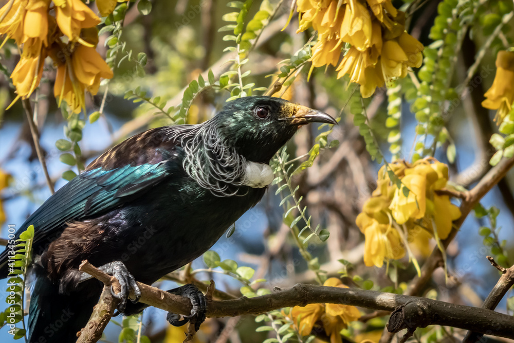 Tui, a native New Zealand songbird, pictured in a flowering native ...