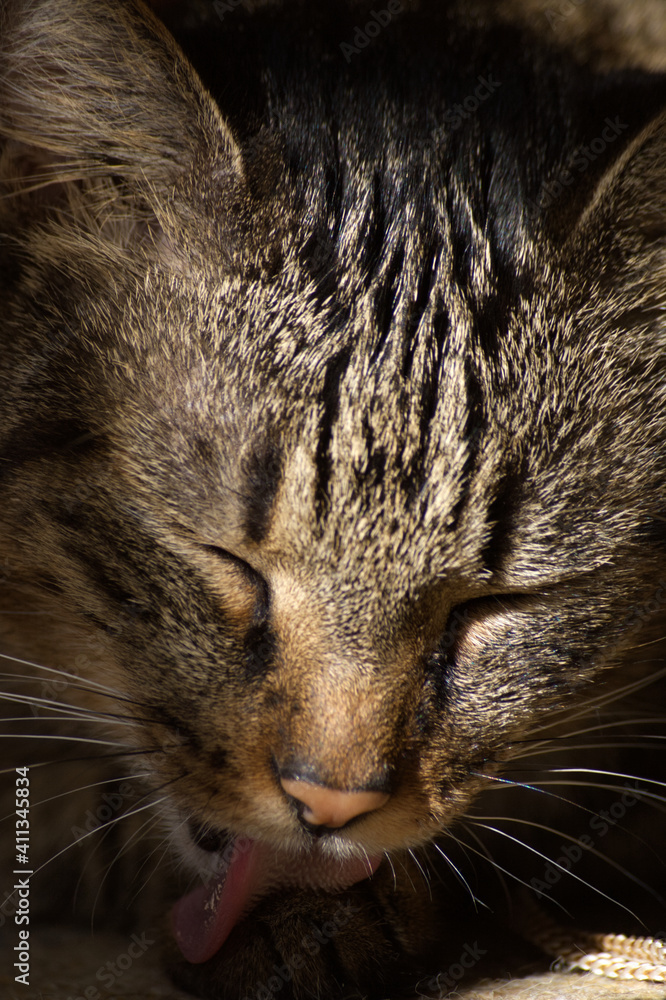 Stilvolle Katze Leckt Alles An Bilder