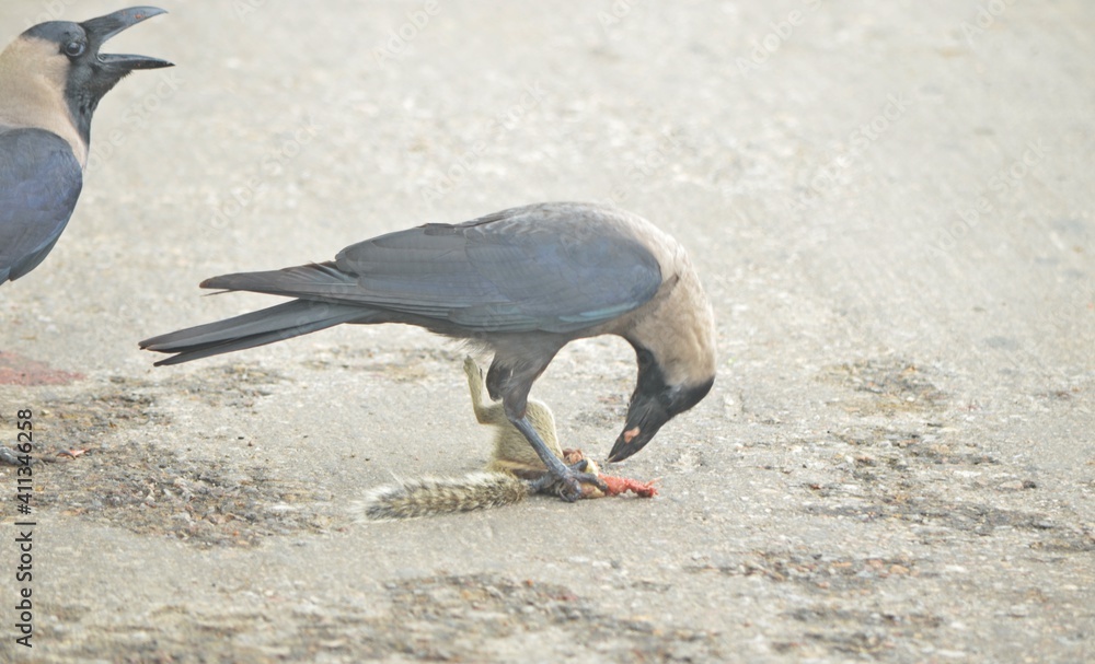 crow eating dead animal Stock Photo | Adobe Stock