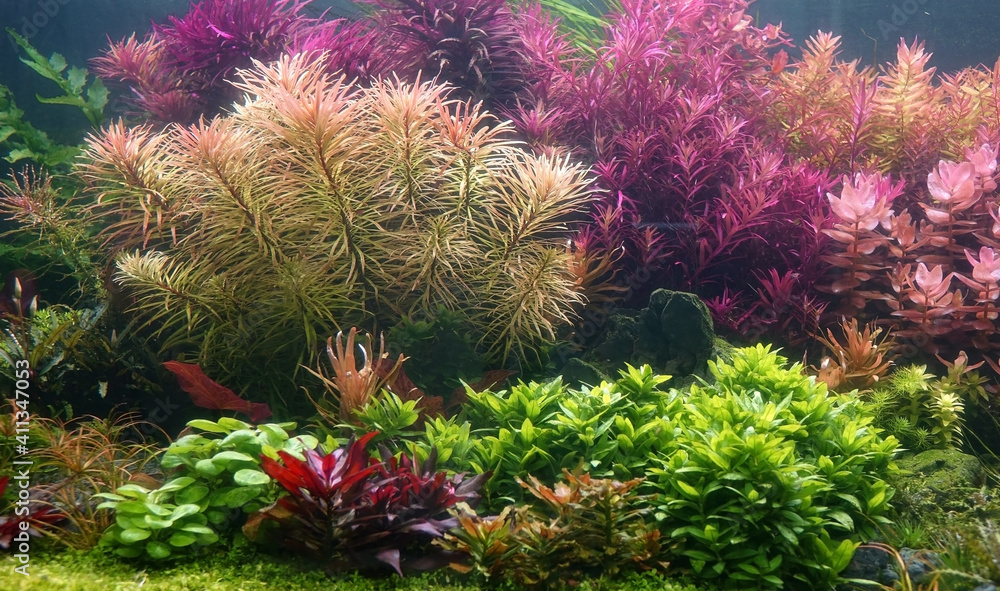 Aquatic plants tank. Beautiful aquarium with colorful aquatic plants in ...