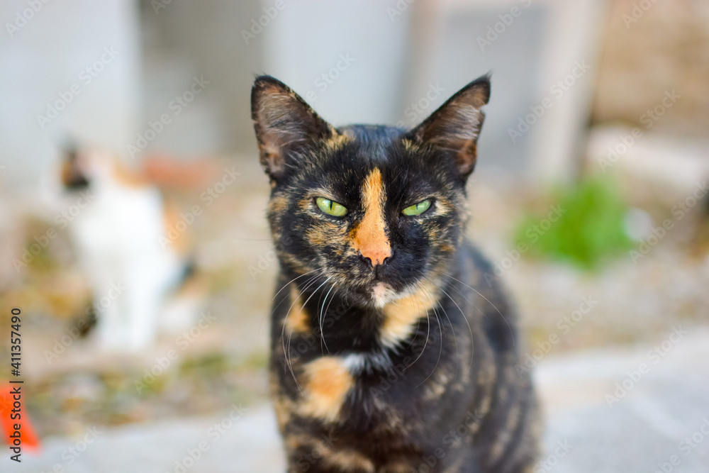 Tortoiseshell Kitten With Green Eyes