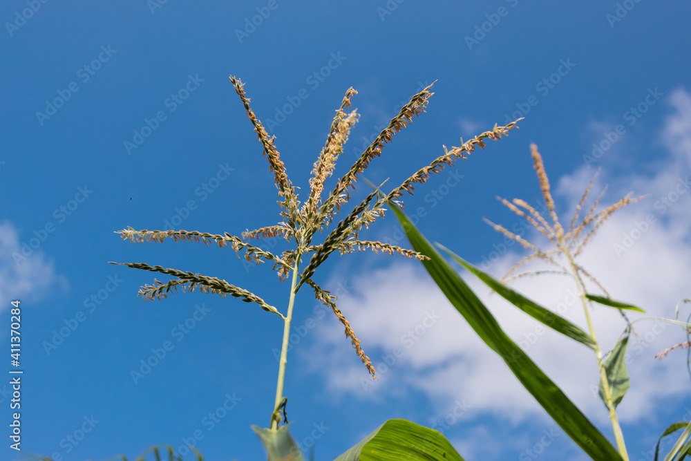 Pendão de milho, Milharal Stock Photo | Adobe Stock