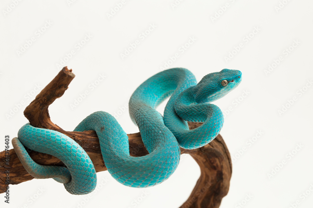 Blue Insularis (Trimeresurus Insularis) White-lipped Island Pit Viper ...