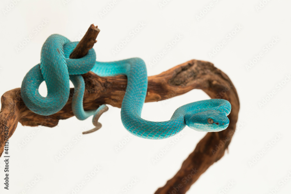 Blue Insularis (Trimeresurus Insularis) White-lipped Island Pit Viper ...
