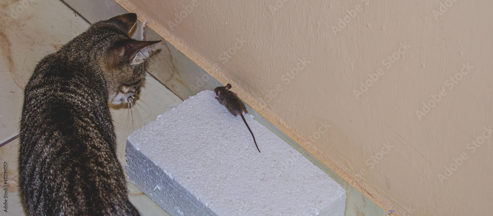 Cat watching, and getting ready, to catch a little mouse. Moments ...