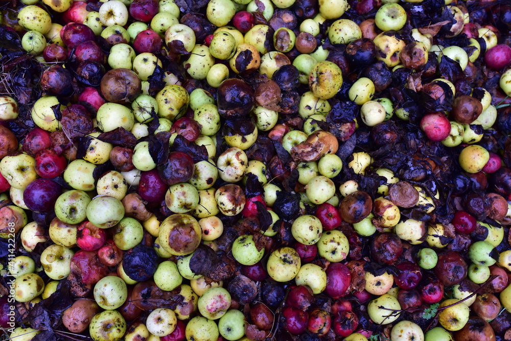Rotten apples as discarded garbage lie on the ground. Bad apple and ...