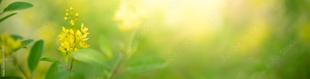 Nature of flower in garden using as cover page background natural flora ...