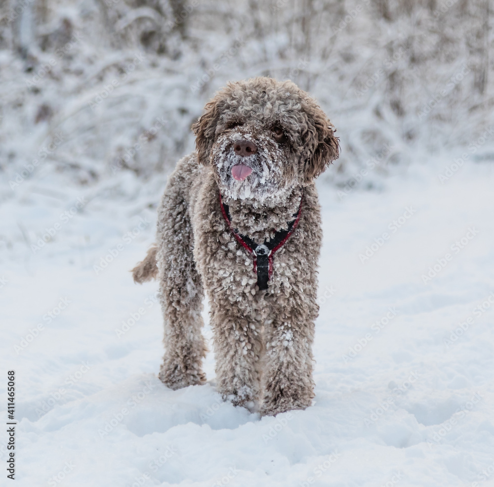 Kleiner lockiger Hund im Schnee streckt seine Zunge raus Stock Photo ...