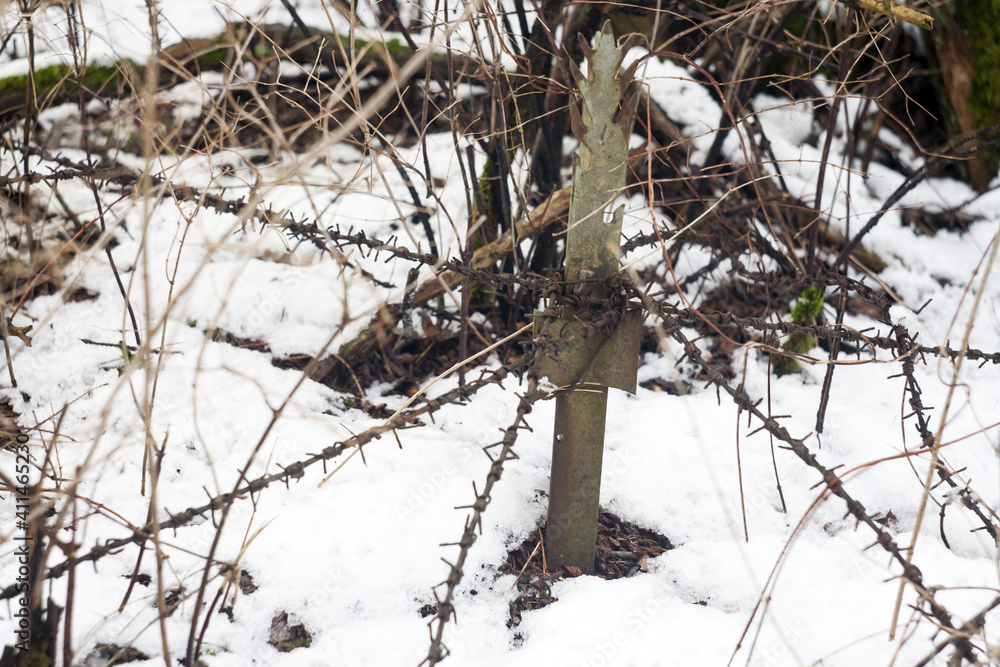 Powojenne zasieki z drutu kolczastego w lesie Stock Photo | Adobe Stock