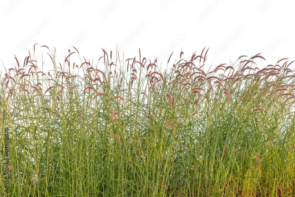 Reeds of grass isolated and white background. Stock Photo | Adobe Stock