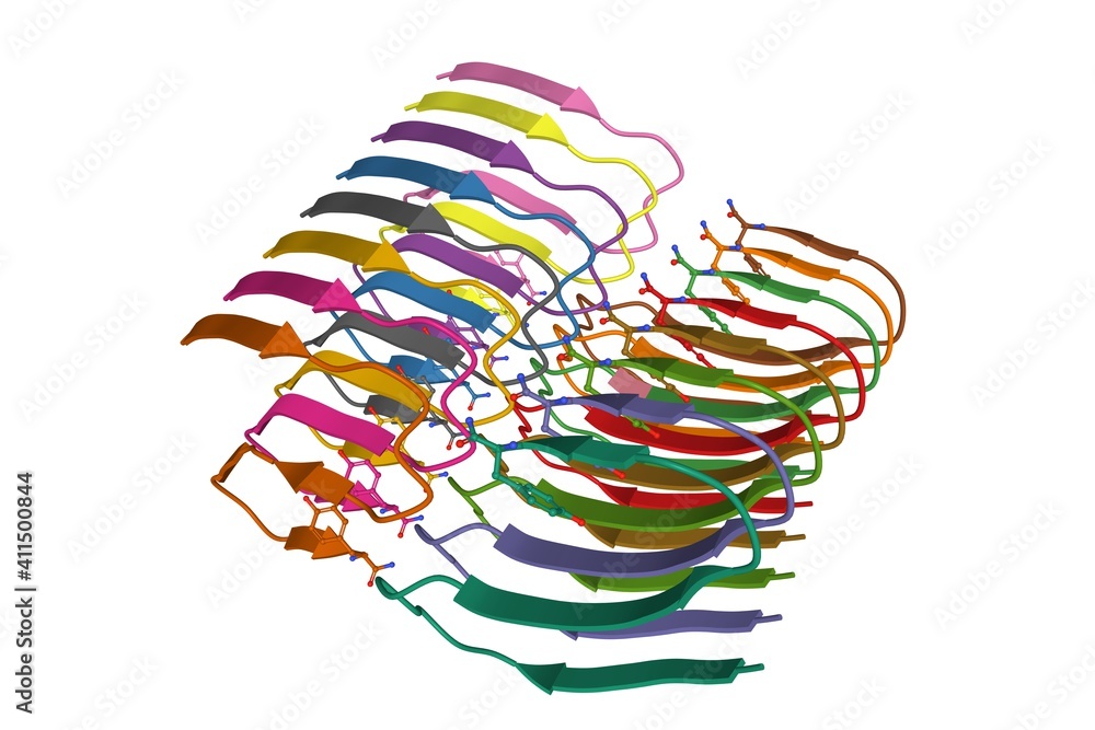 Amyloid fibril structure of islet amyloid polypeptide, 3D cartoon model ...