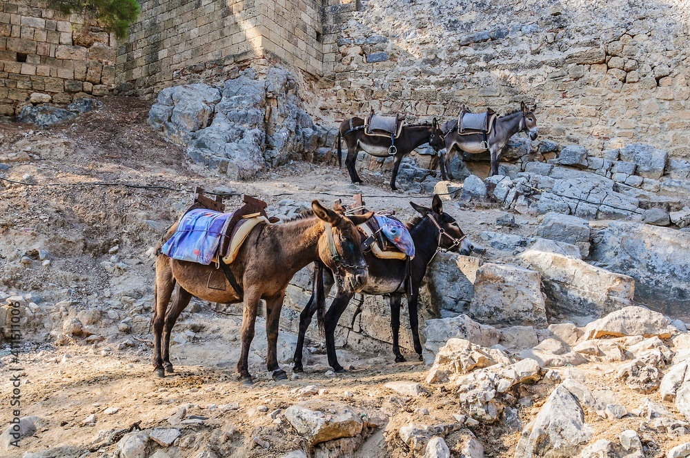 Tired donkeys at the ancient walls of the acropolis of Lindos. The ...