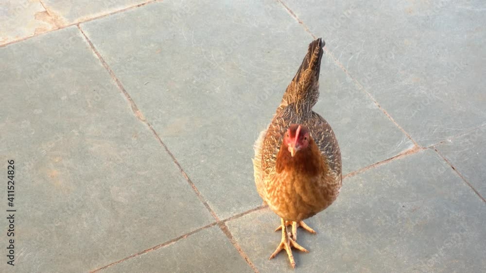 Free range Hen in the Indian village. Poultry farm in the backyard of ...