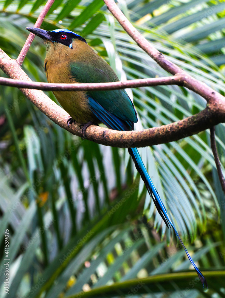 es una especie de ave coraciforme perteneciente al género Momotus de la ...