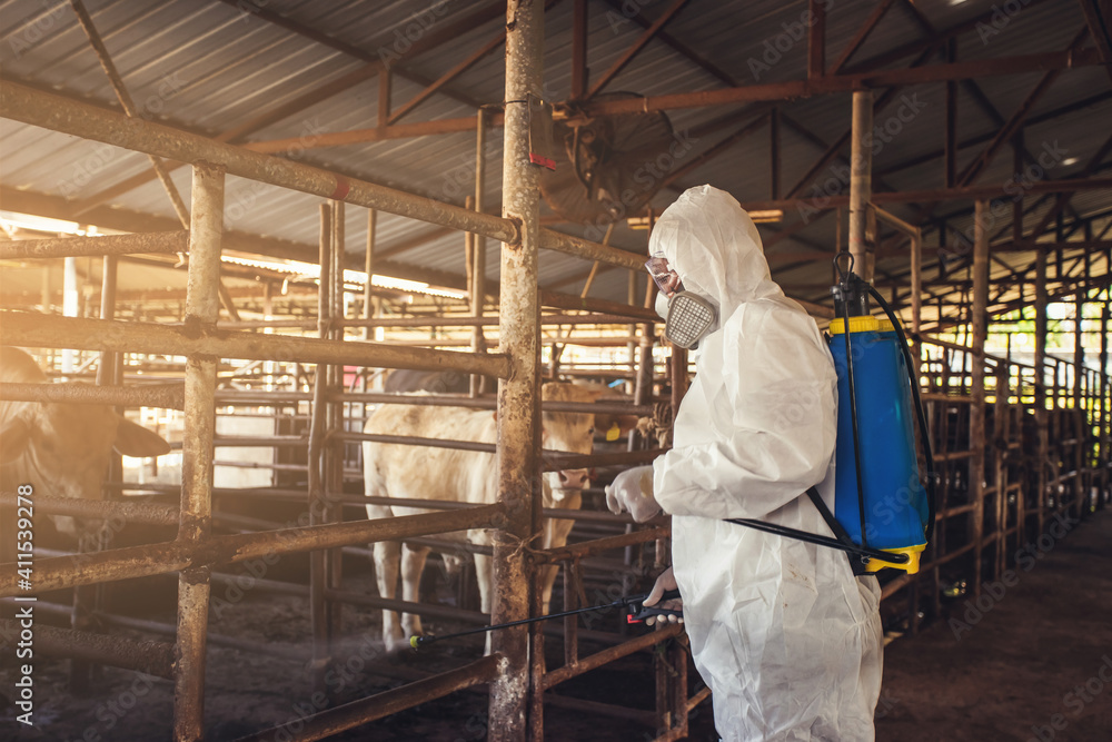 Spraying disinfectant for protection pandemic of disease in cattle farm ...