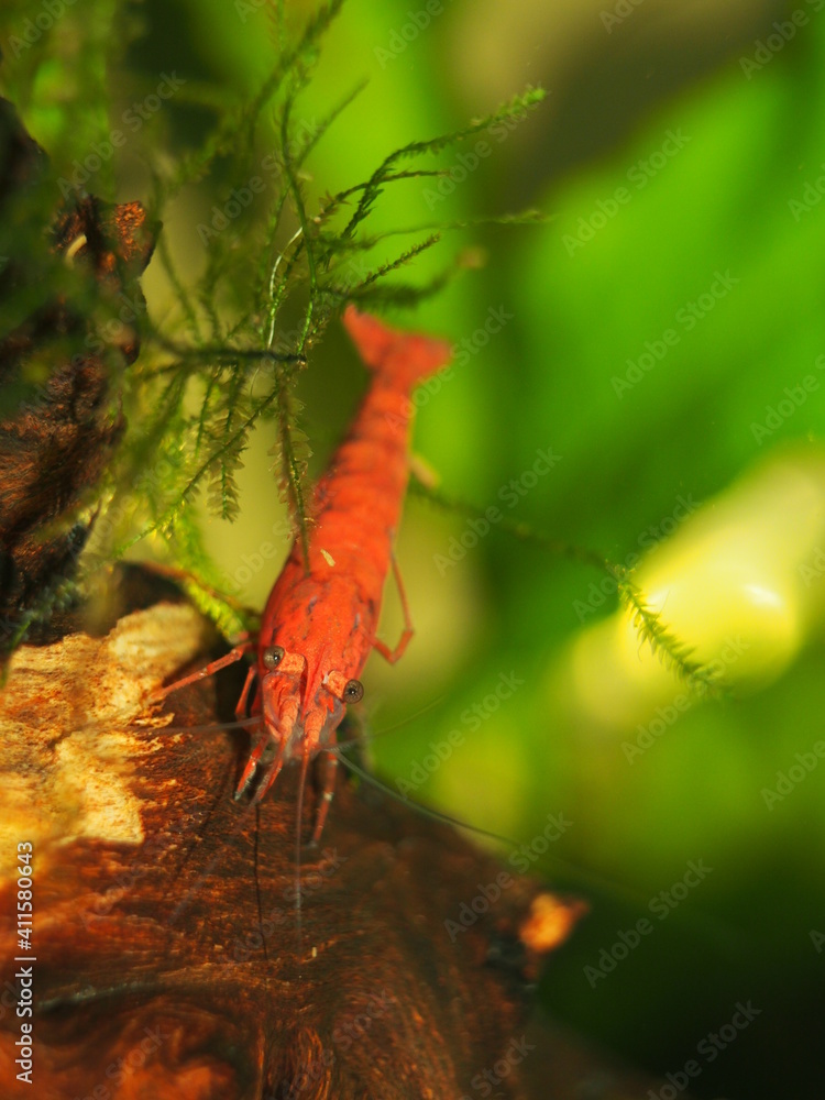 Female Painted Red Neocaridina with Scutariella Japonica Stock Photo ...