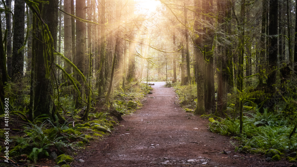 Beautiful Path in the Rainforest during a wet and rainy day. Lynn ...