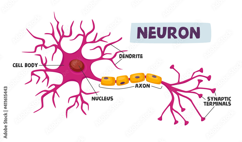 Vetor de Human Neurons Scheme Infographics Dendrite, Cell Body, Axon ...