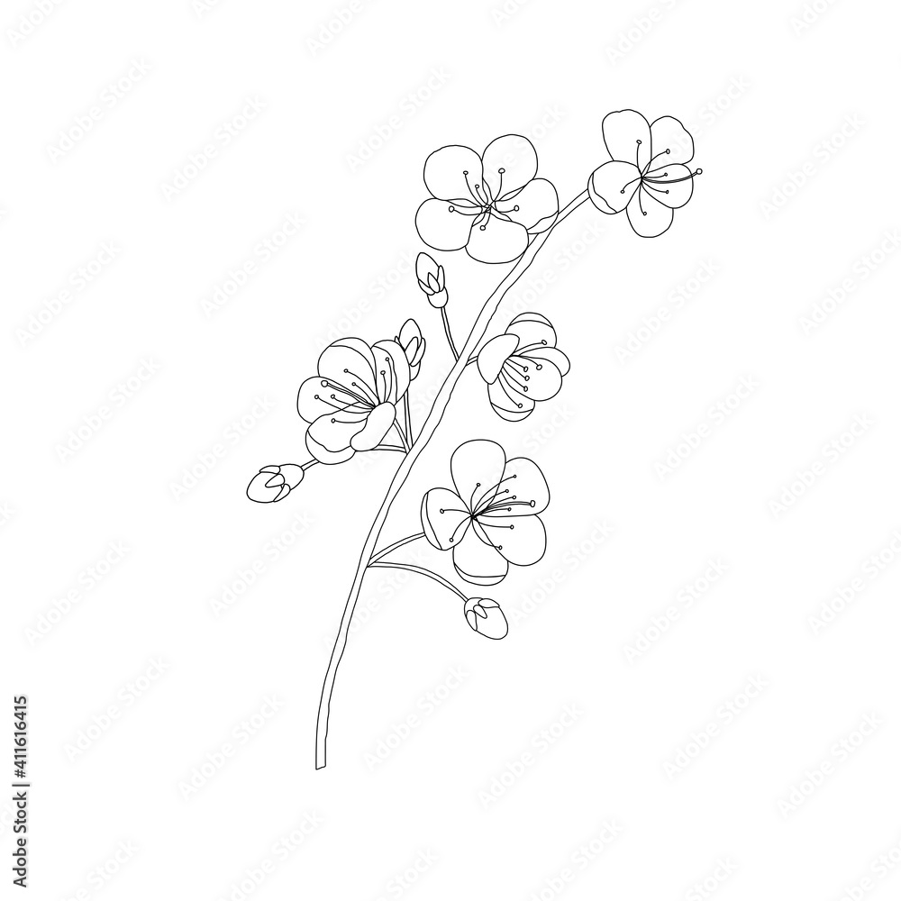 Engraving cherry blossom template design. Outline art on white ...