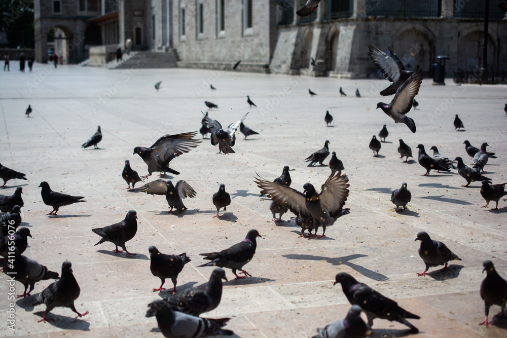 Lovely wild pigeons bird live in urban environment Stock Photo | Adobe ...